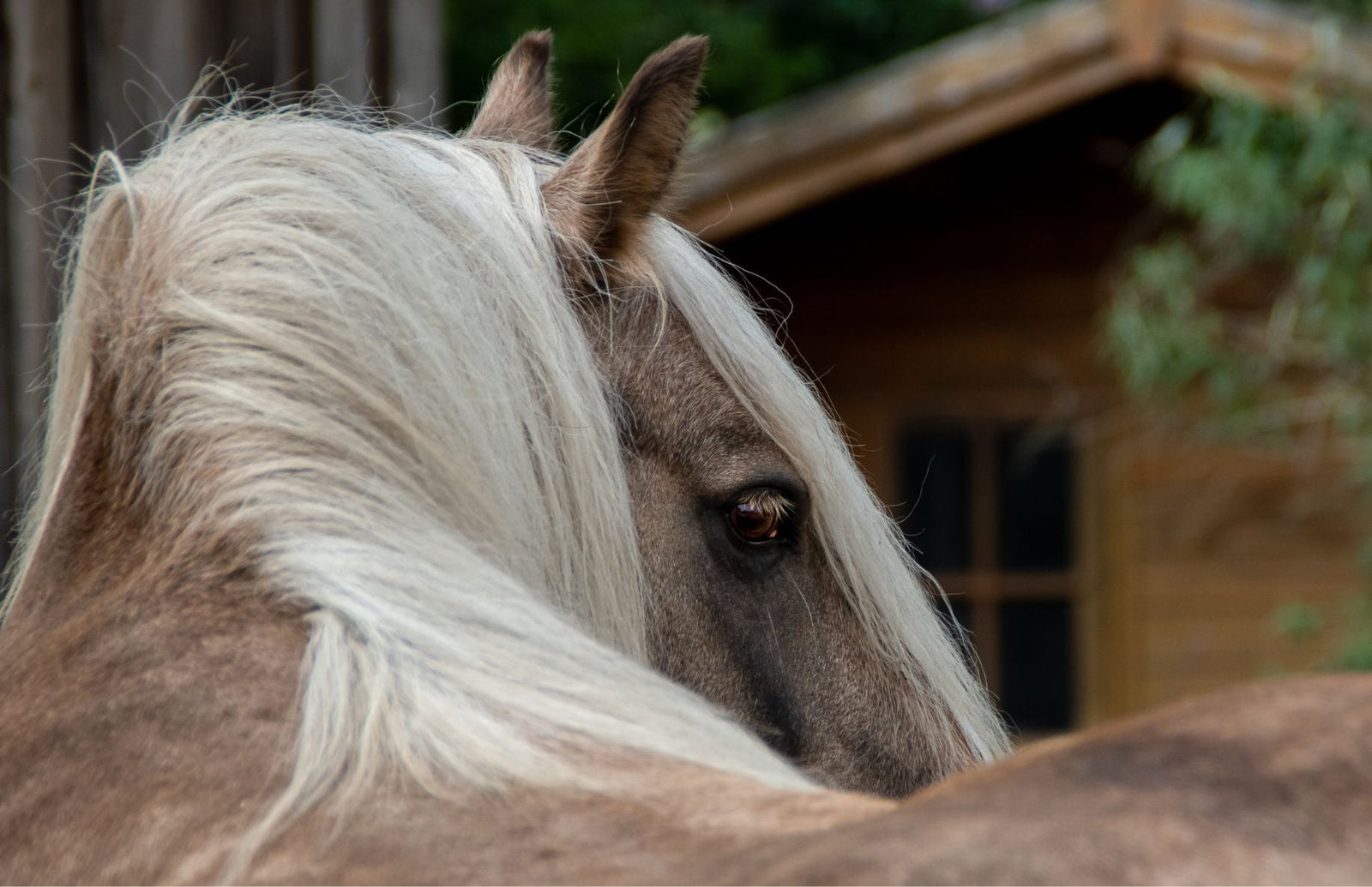 Sapodoris fürs Pferd