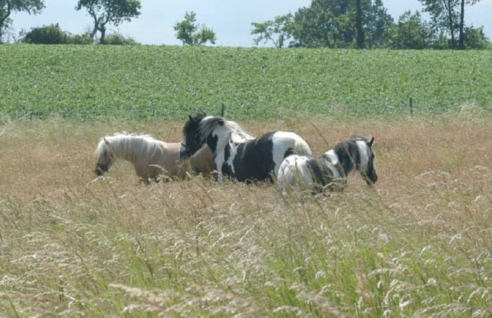 Sapodoris fürs Pferd